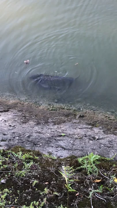 Fish identification? Video isn’t great for scale, a big fish! | Scrolller