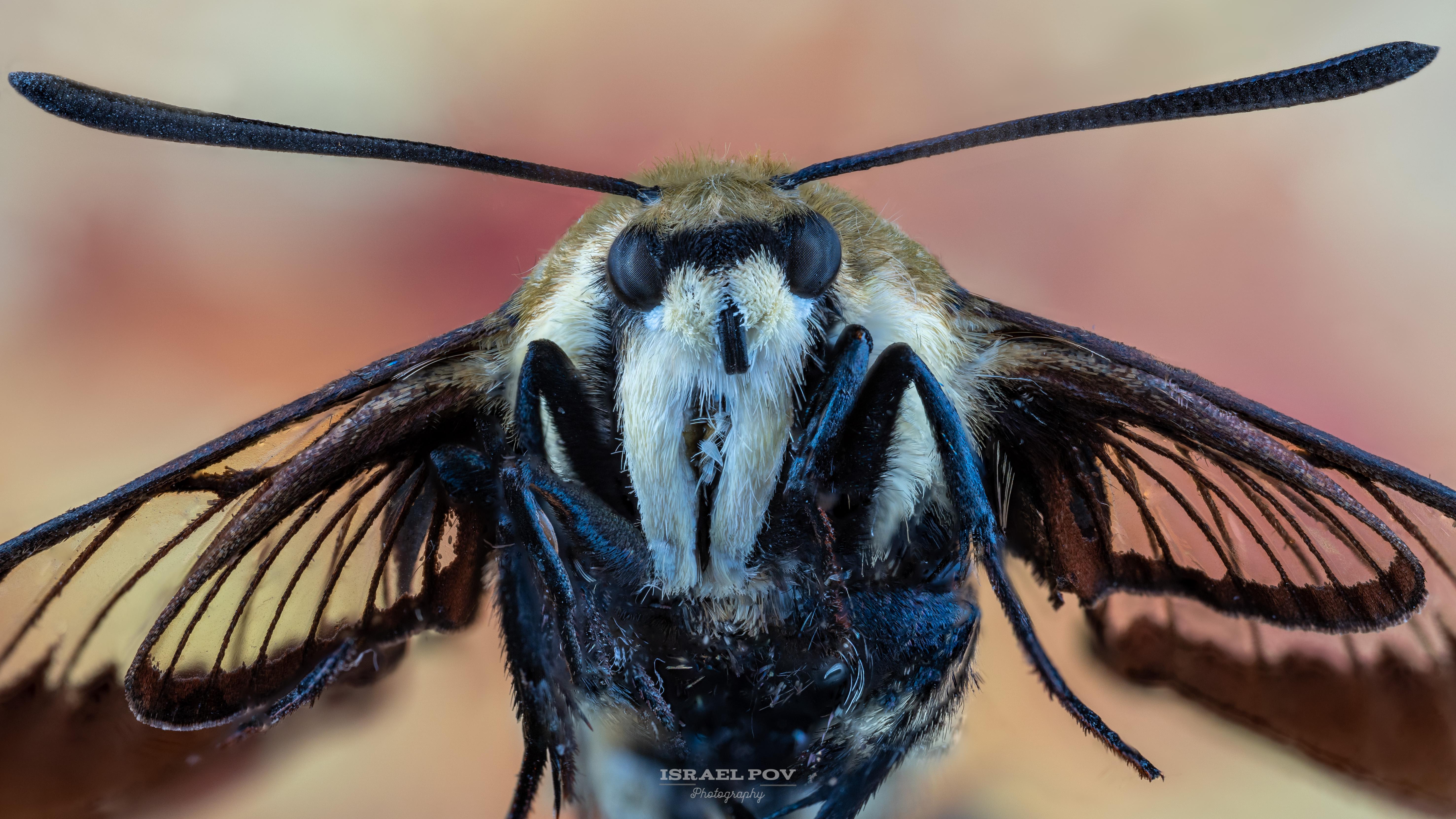 Hummingbird Moth | Scrolller
