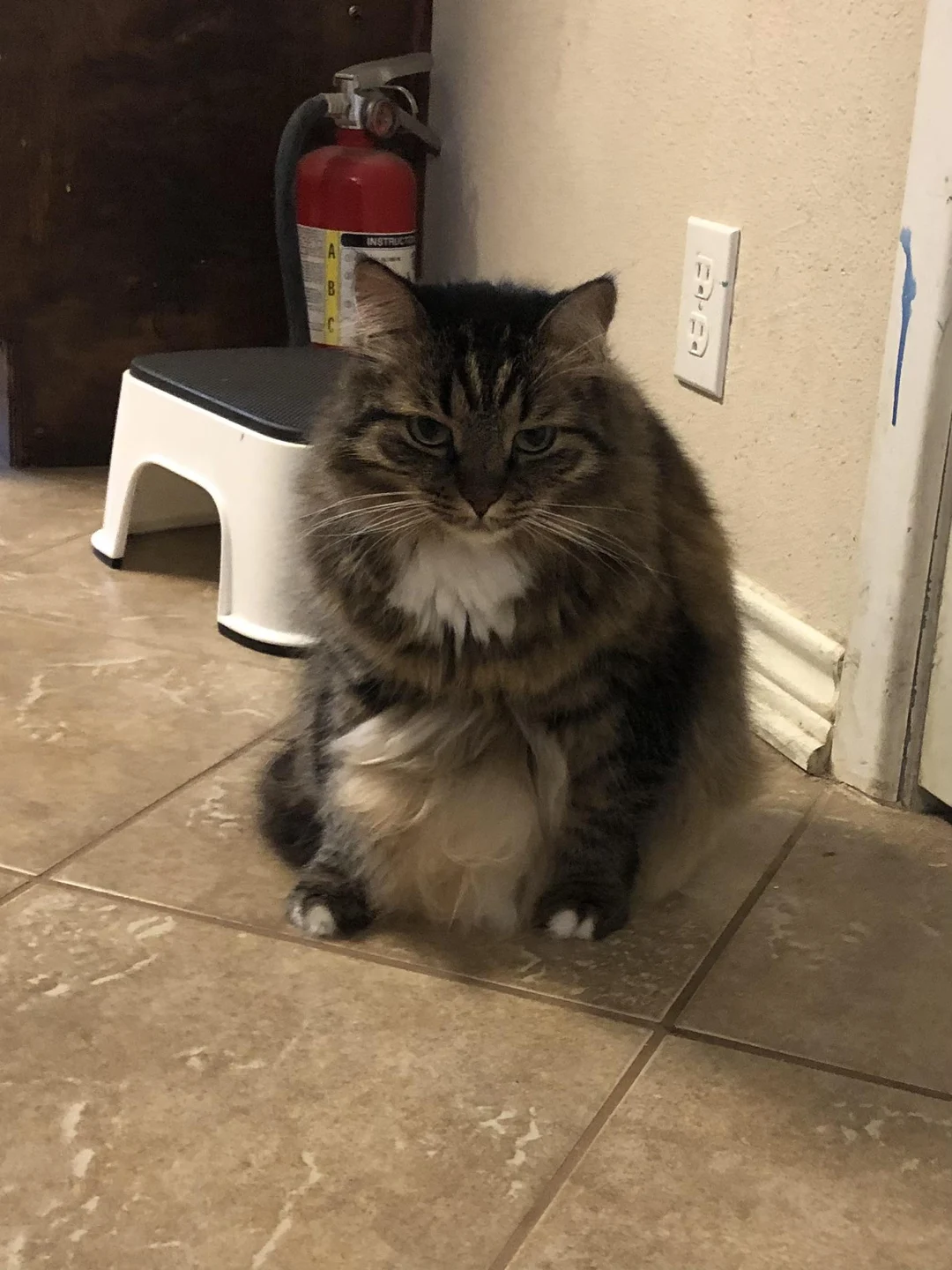 Just hanging around, hunching over my floof | Scrolller