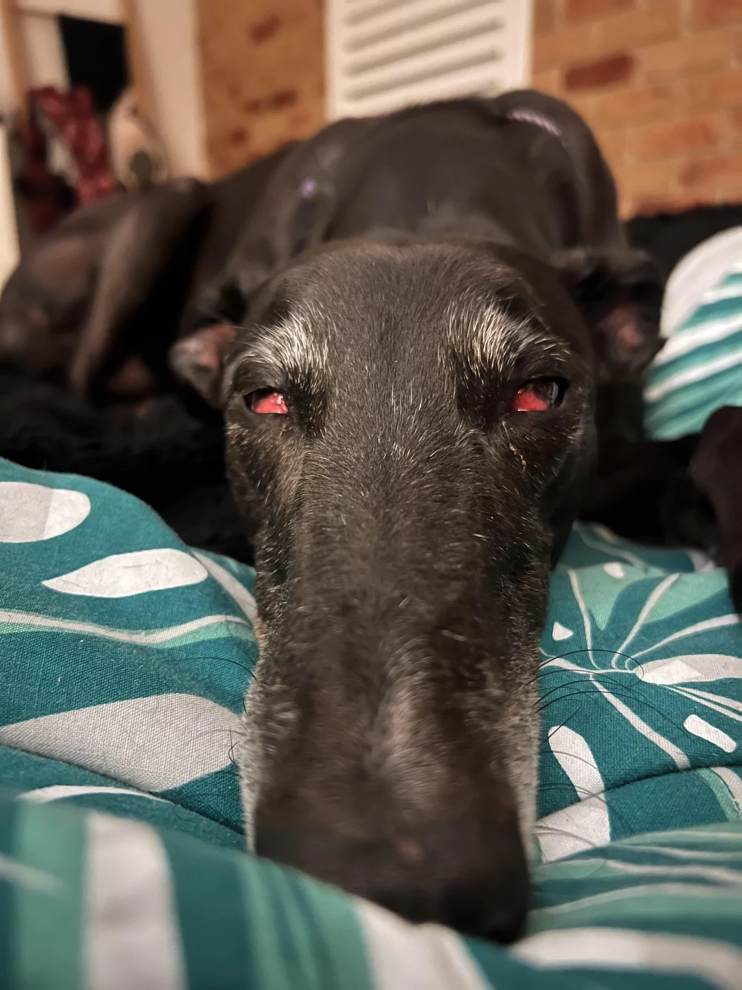 Perfectly normal | Scrolller