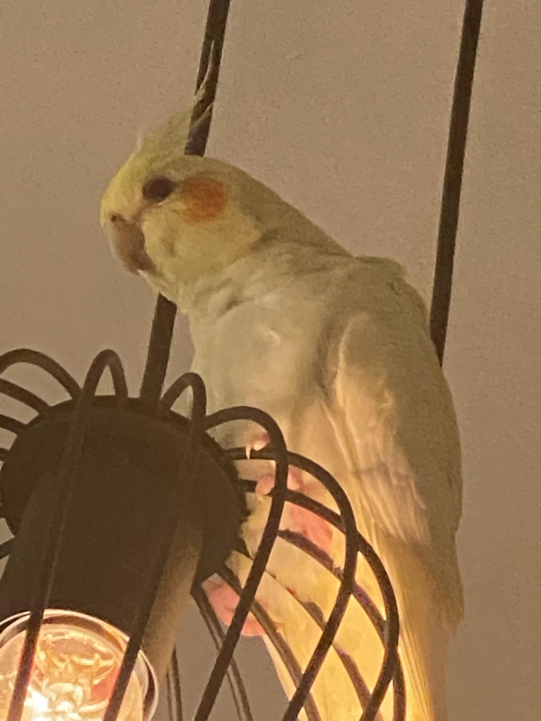Another photo of my birb on a lamp | Scrolller