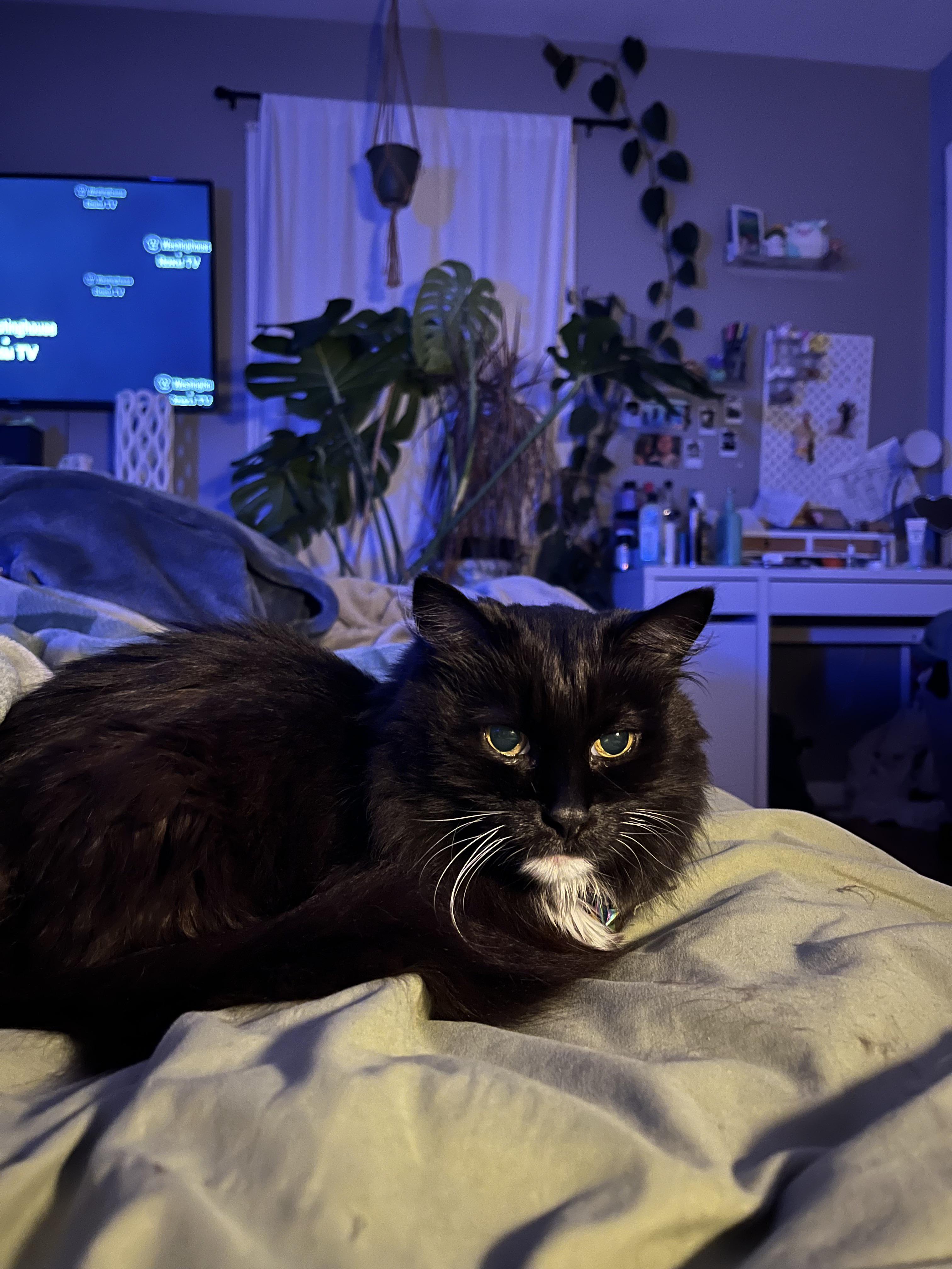 meet my floof, charli | Scrolller