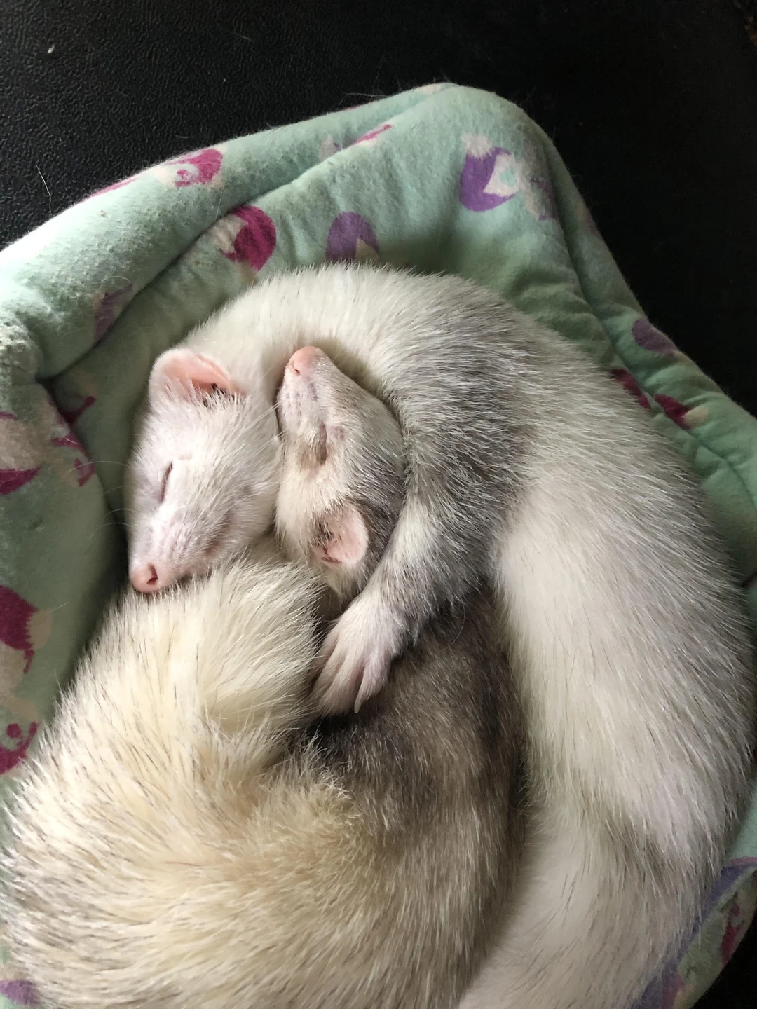 They’re inseparable | Scrolller