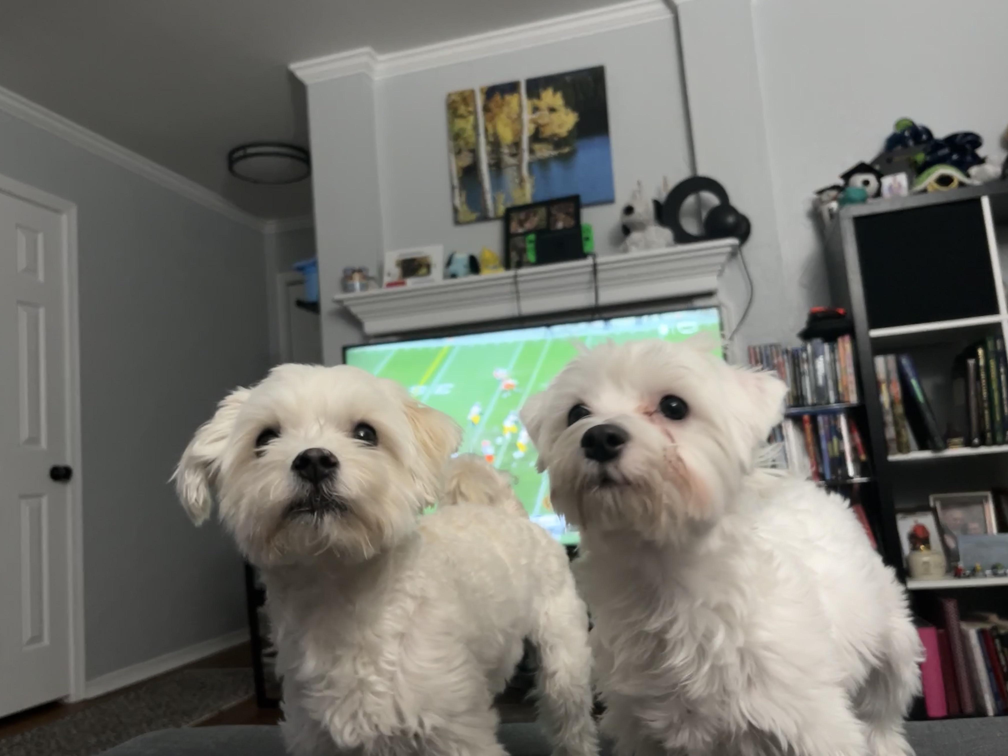 Winter and Moose 💙 | Scrolller