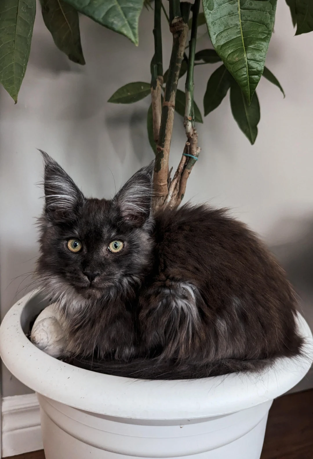 Black Smoke Color Changing | Scrolller