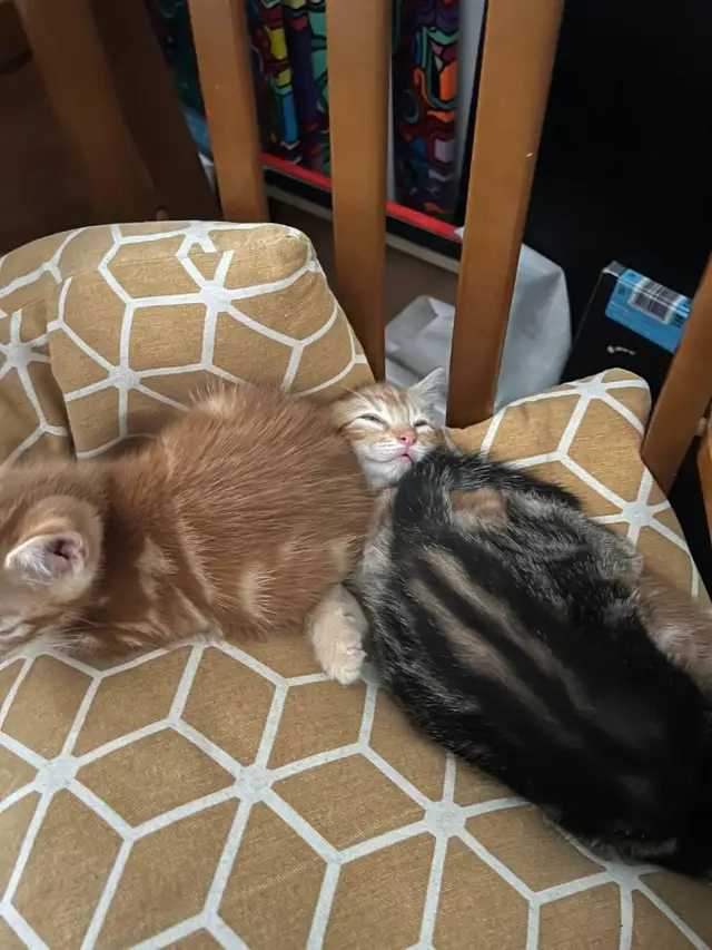 TIGHT kitten. | Scrolller