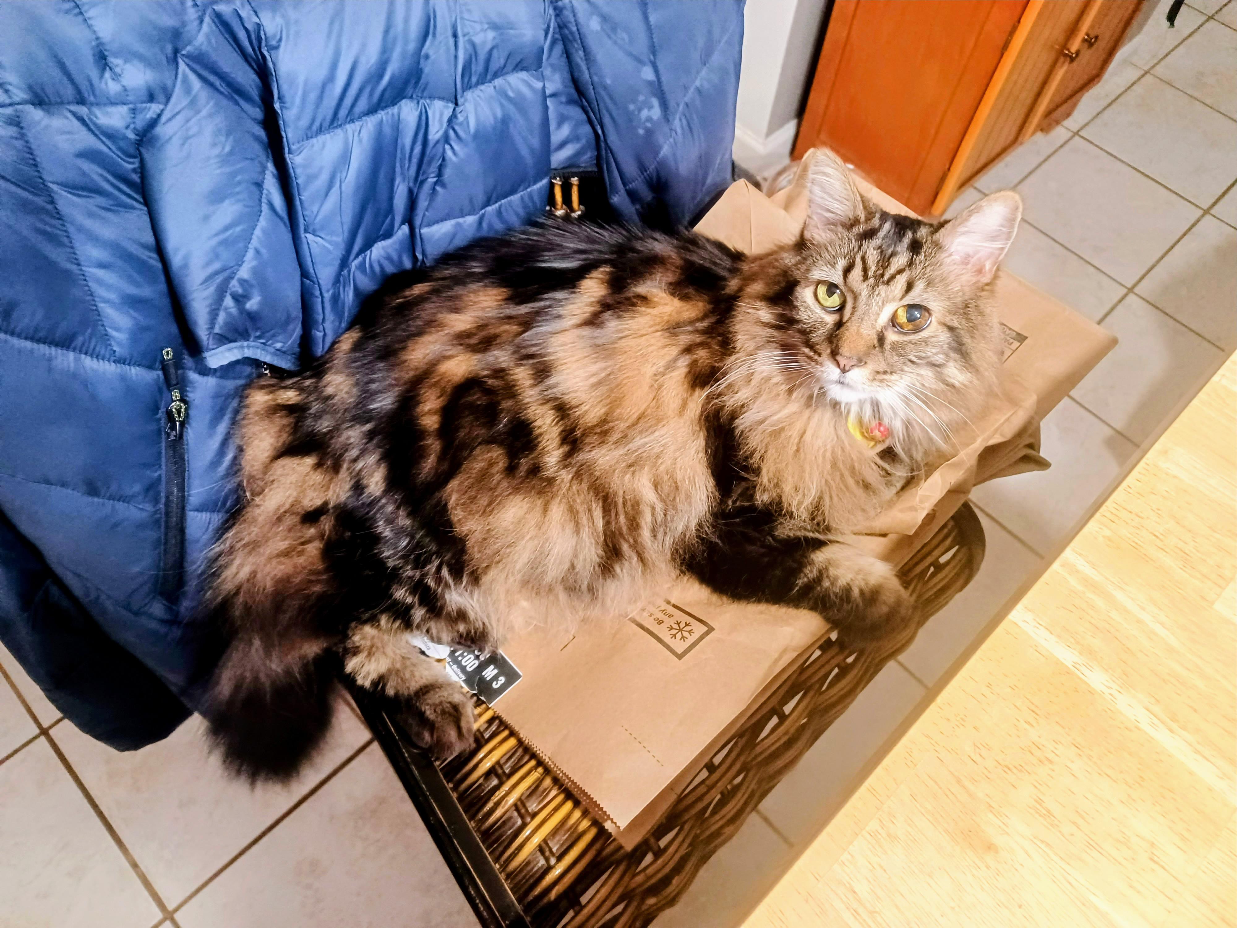 Greg loves paper bags 💕 | Scrolller