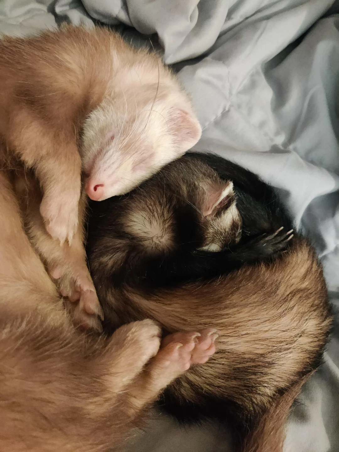 How resilient are they, really? | Scrolller