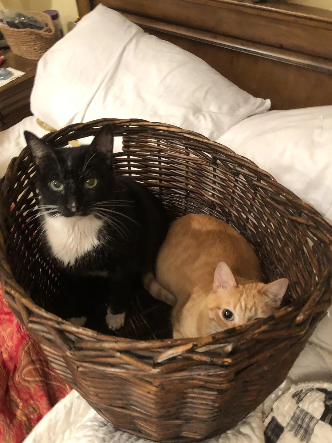 Caught two with one trap! | Scrolller