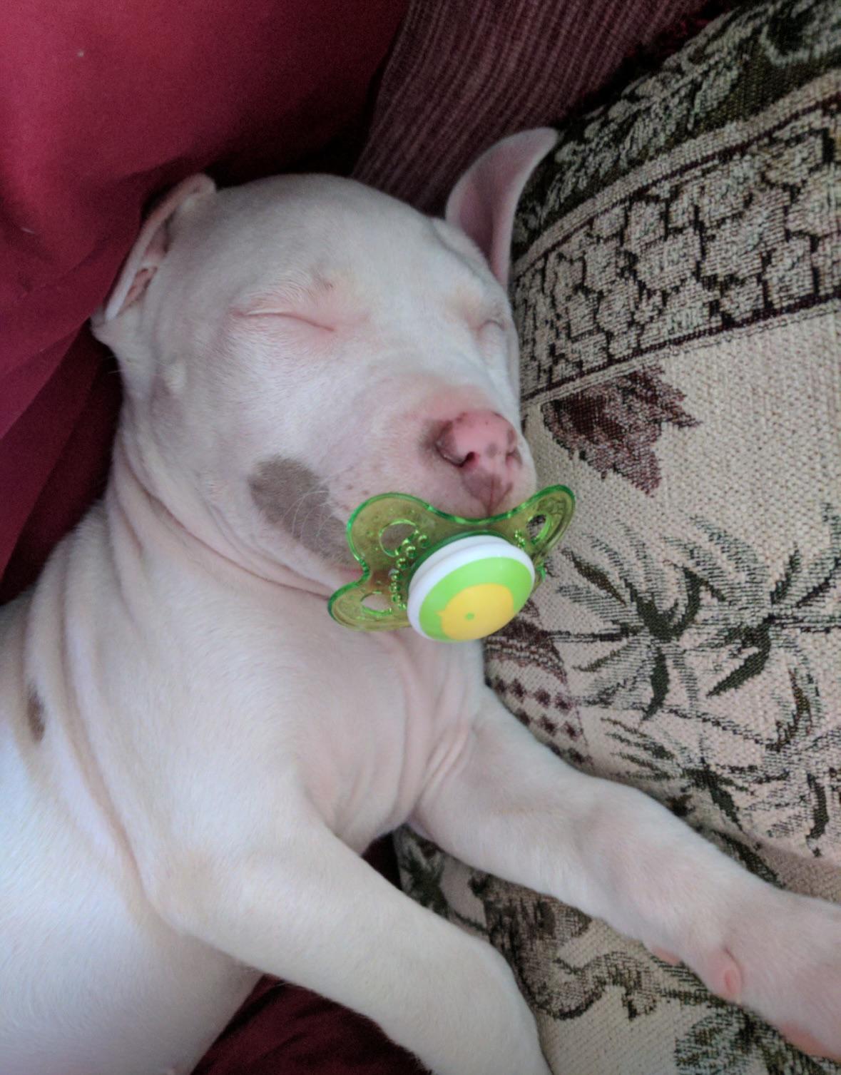 Hi. I’m Bella | Scrolller