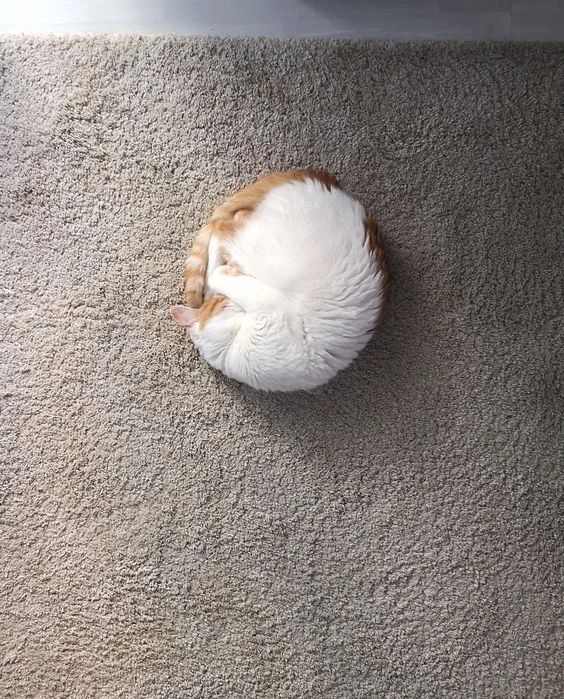 An almost perfect fur circle. | Scrolller