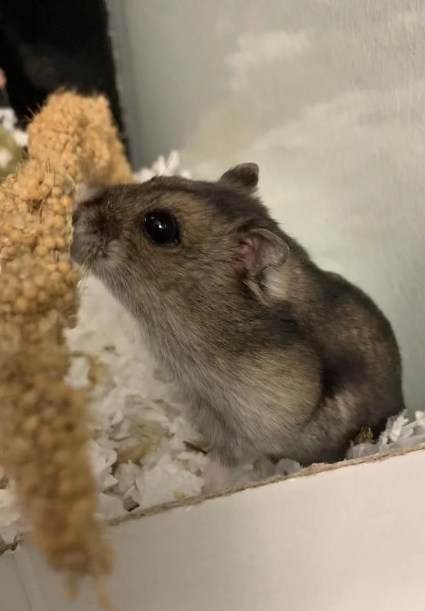 Hamster made a squeaking sound? | Scrolller