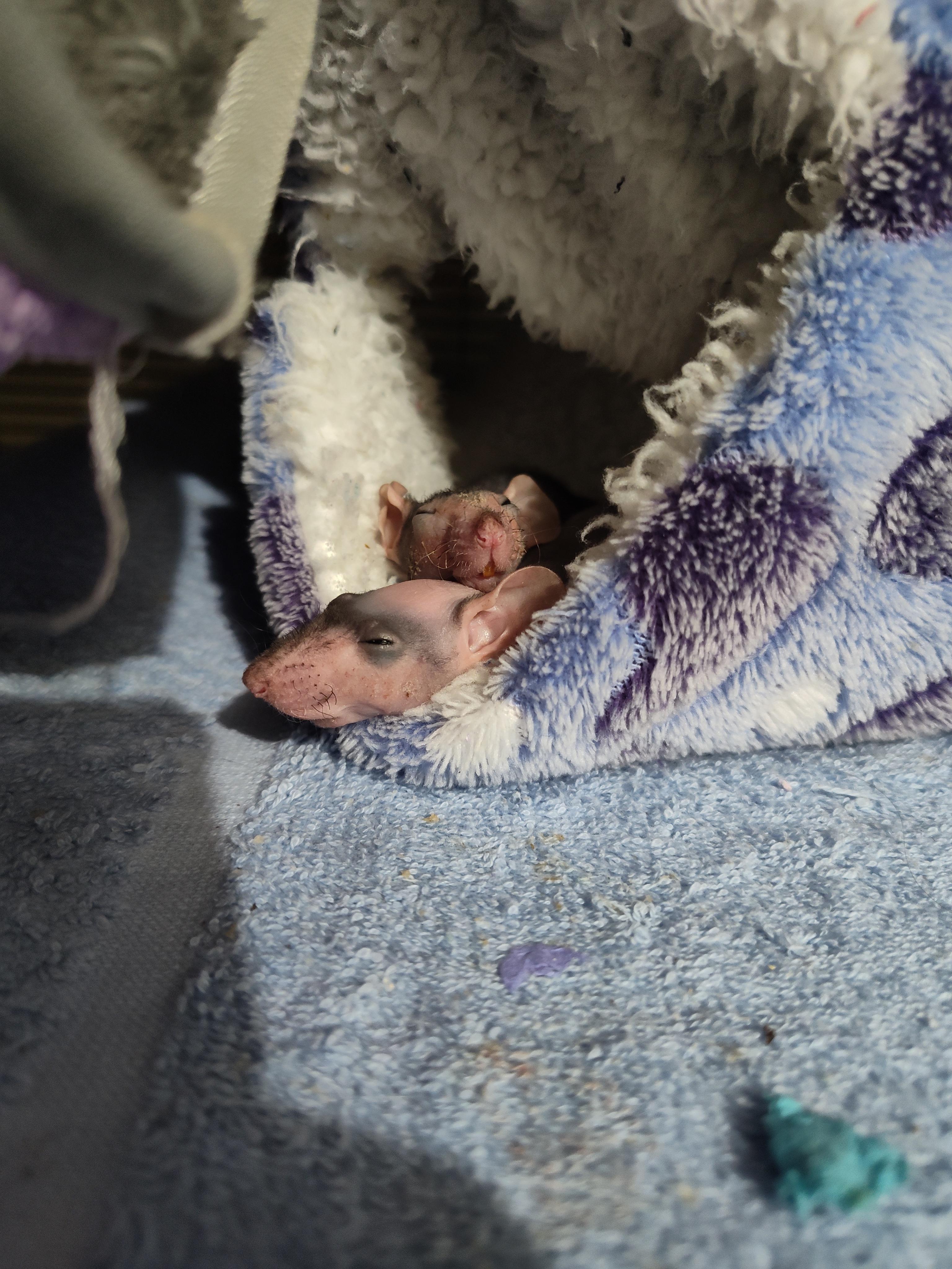 Anzu (showings his little teefs) and his bro Runa. Two adorable werewolf boys 😍 | Scrolller