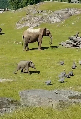 baby elephants chasing birds | Scrolller