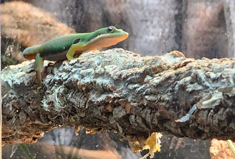 What do you feed your day geckos | Scrolller