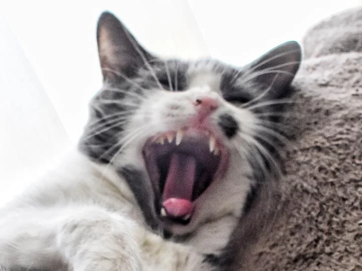 Finally took a picture after so many failed attempts of a cat yawning harder | Scrolller