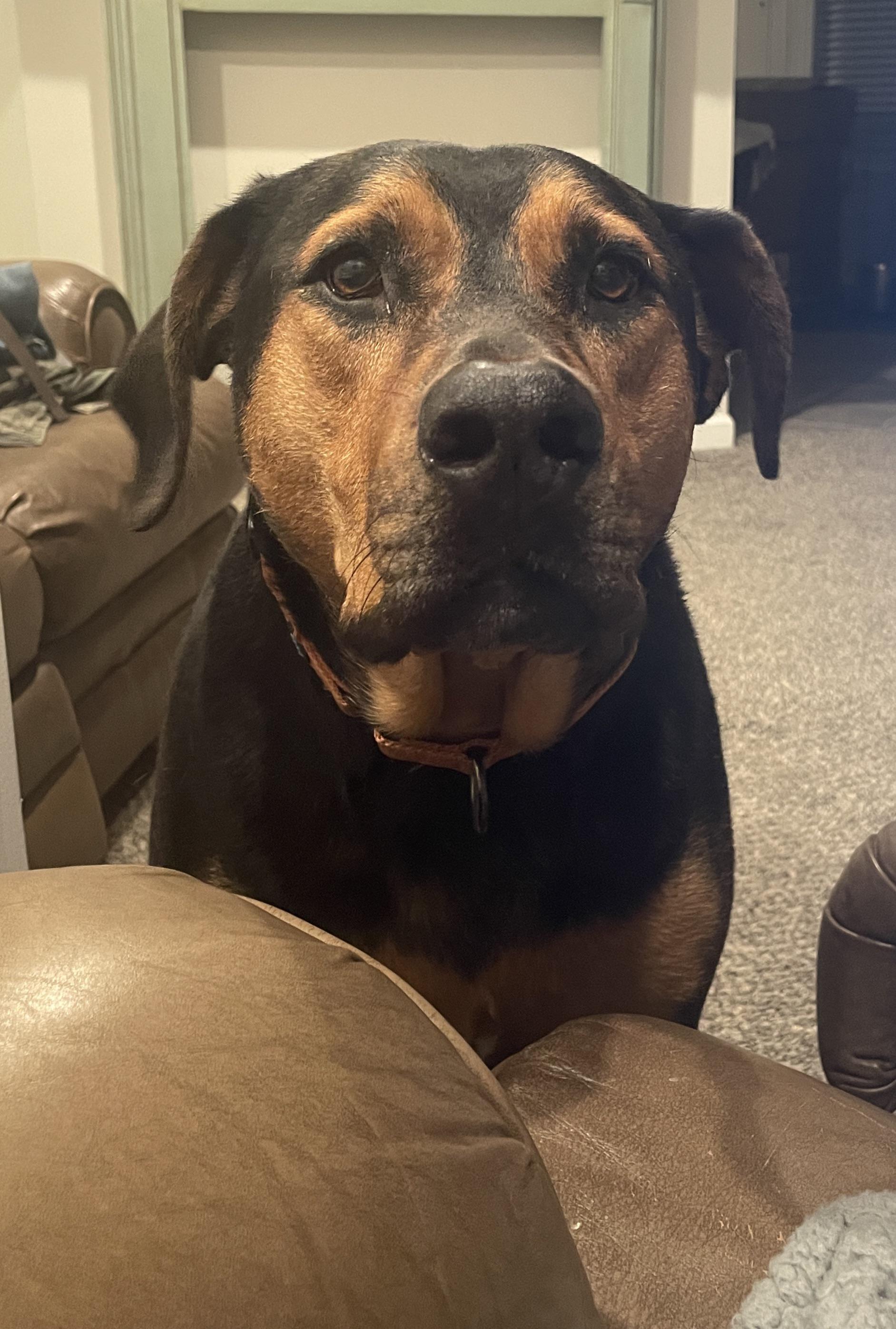 Hi, I’m spoiled | Scrolller