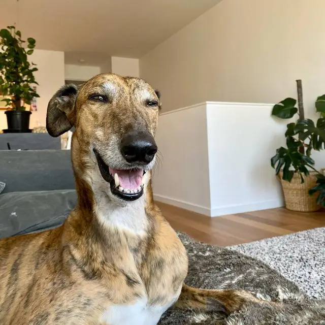 Stitches out = Hap Hap hound | Scrolller