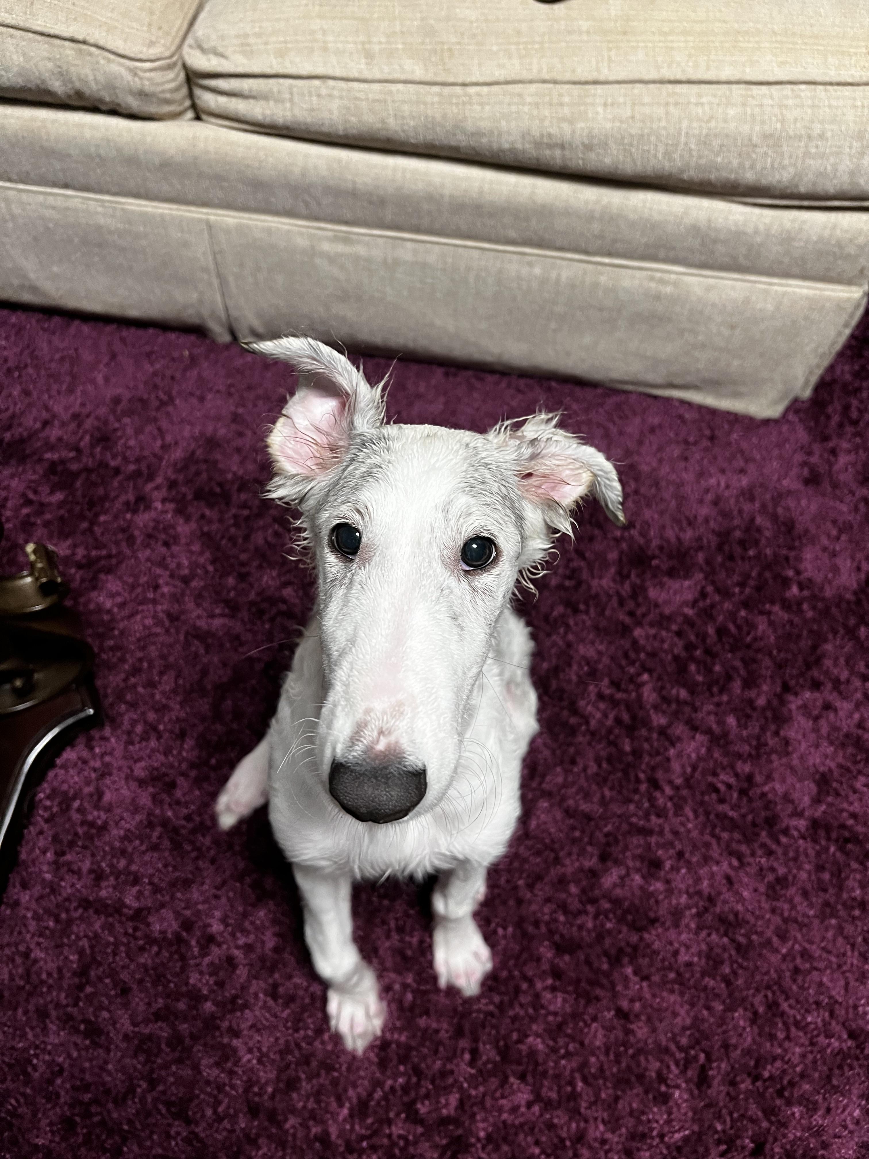 Two gremlins. | Scrolller