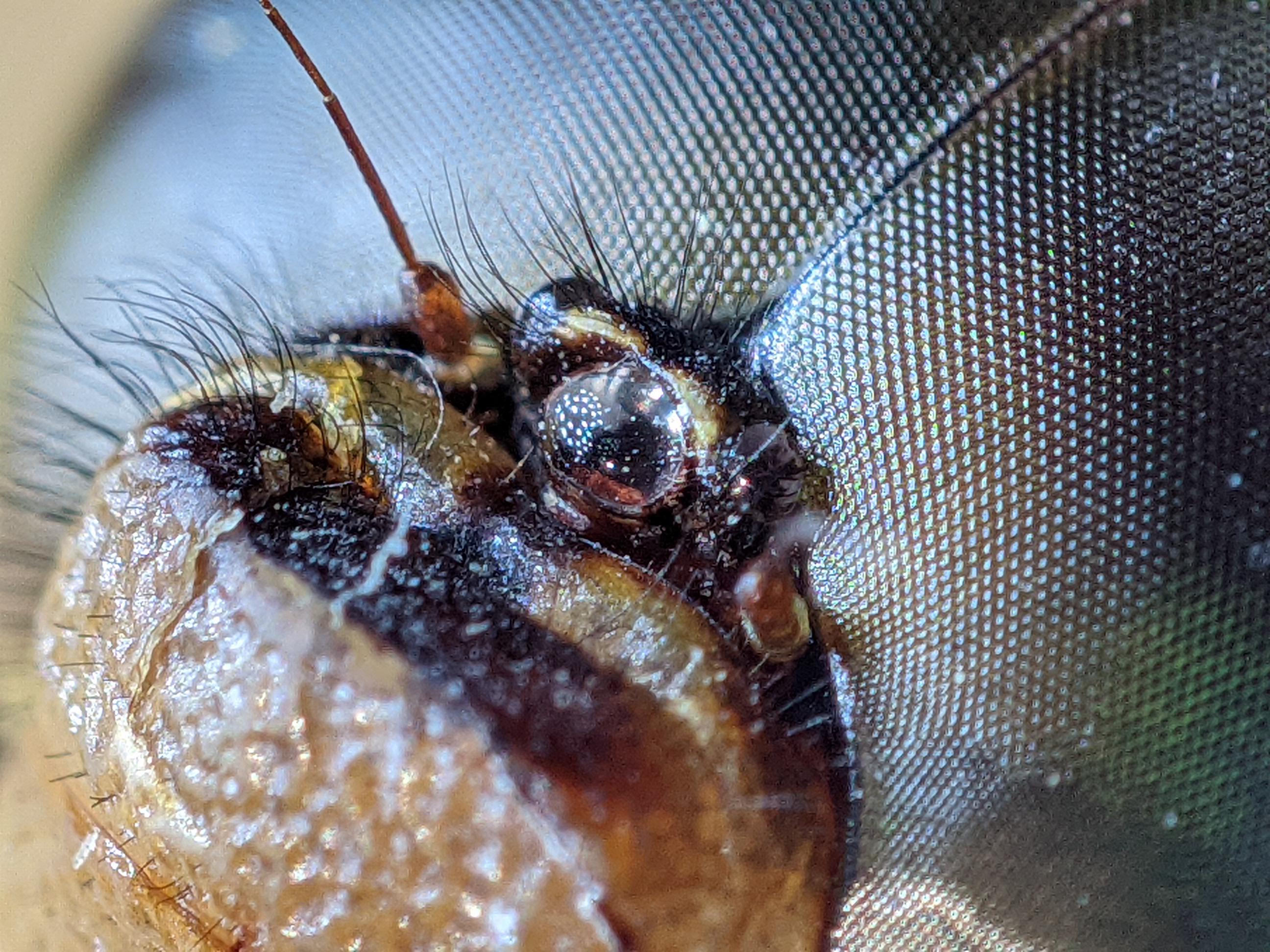 Macro shot of a Dragonfly - [Poco F3] | Scrolller