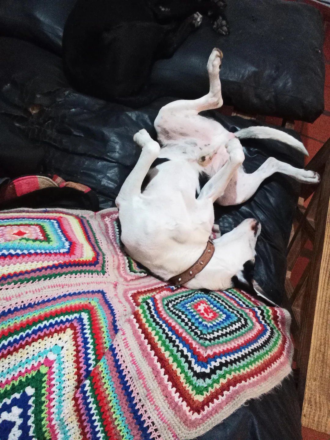 Ikea dog came without instructions | Scrolller