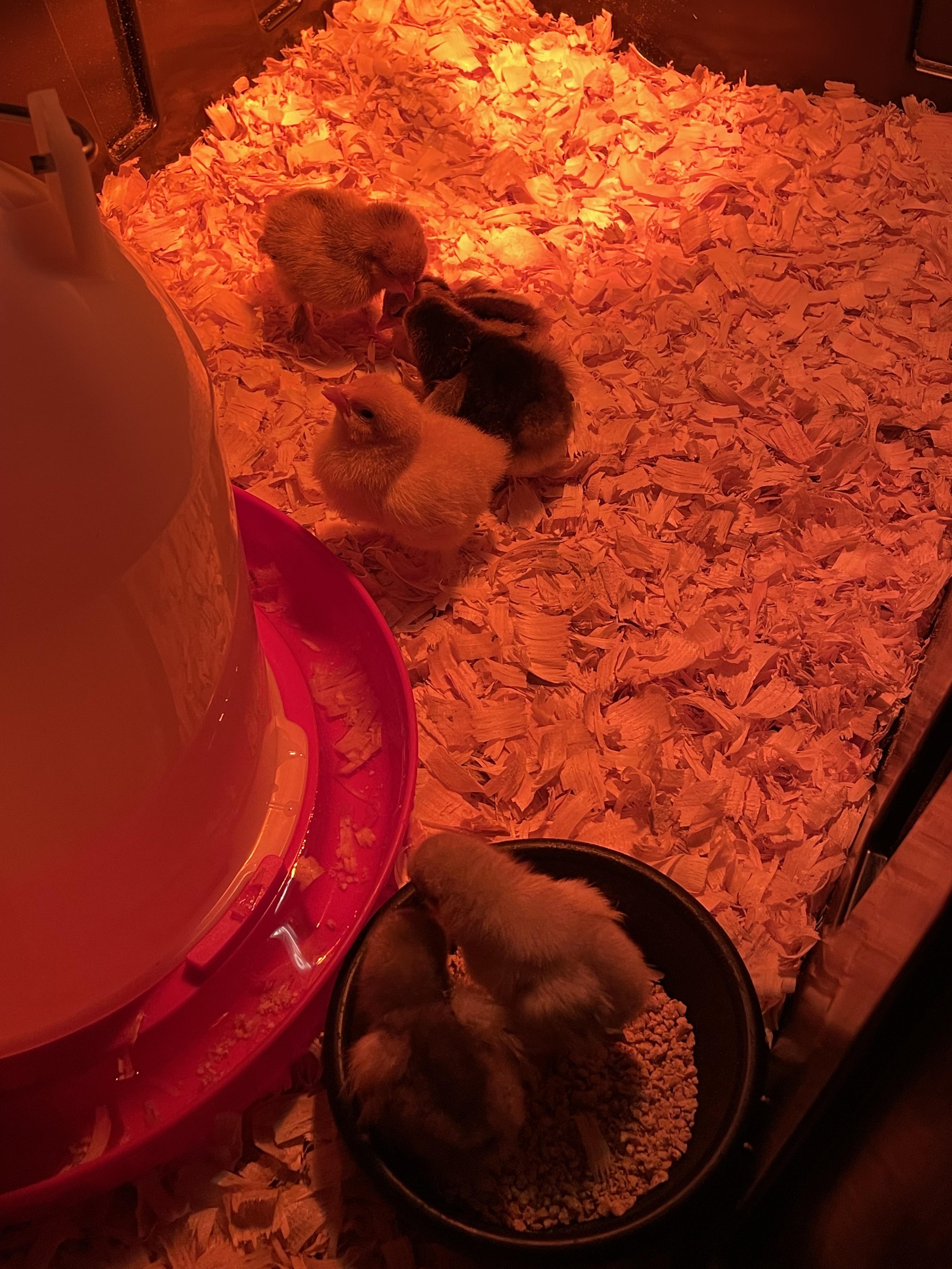 Starting from “chicken” scratch. | Scrolller