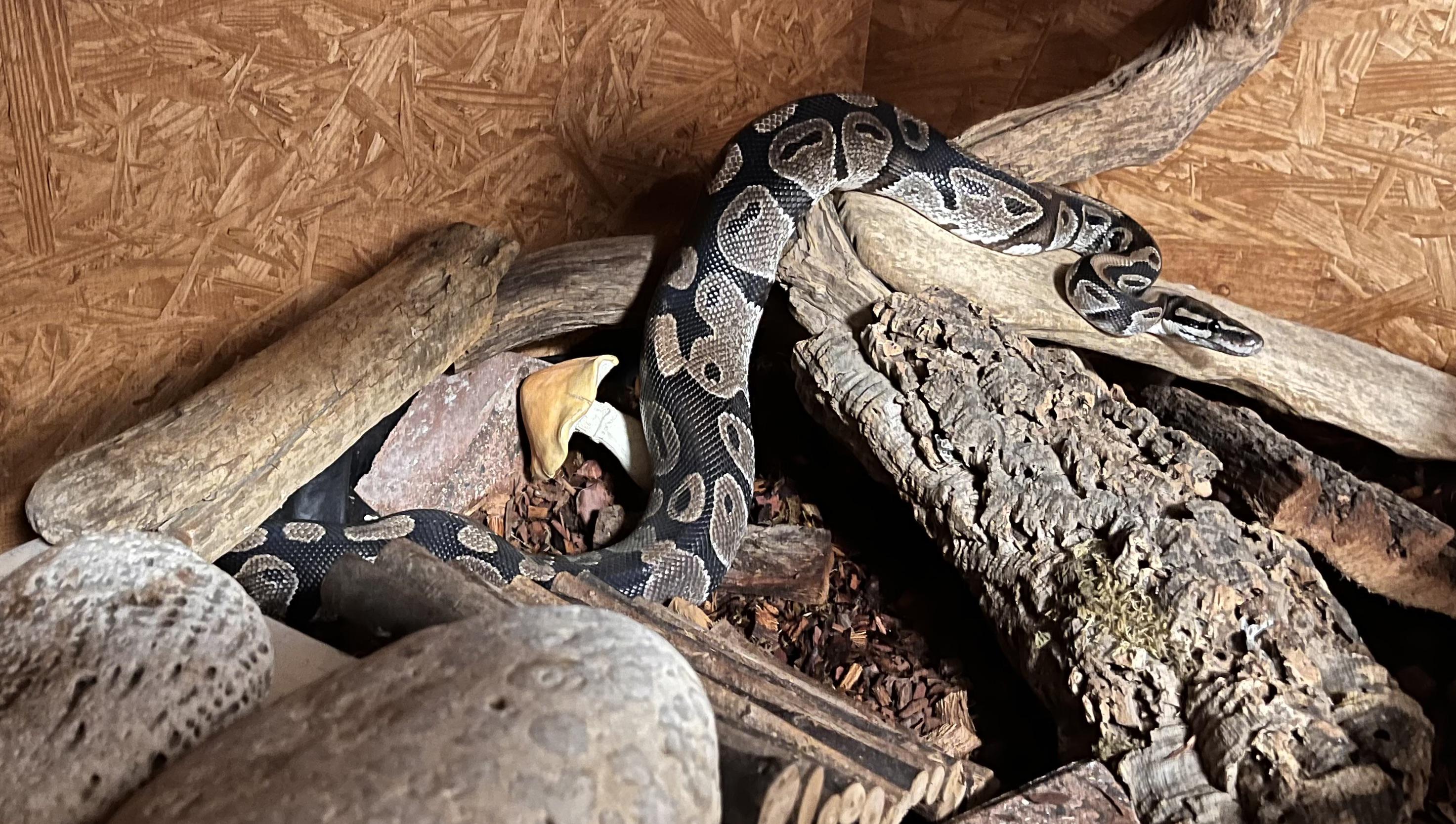 My noodle | Scrolller