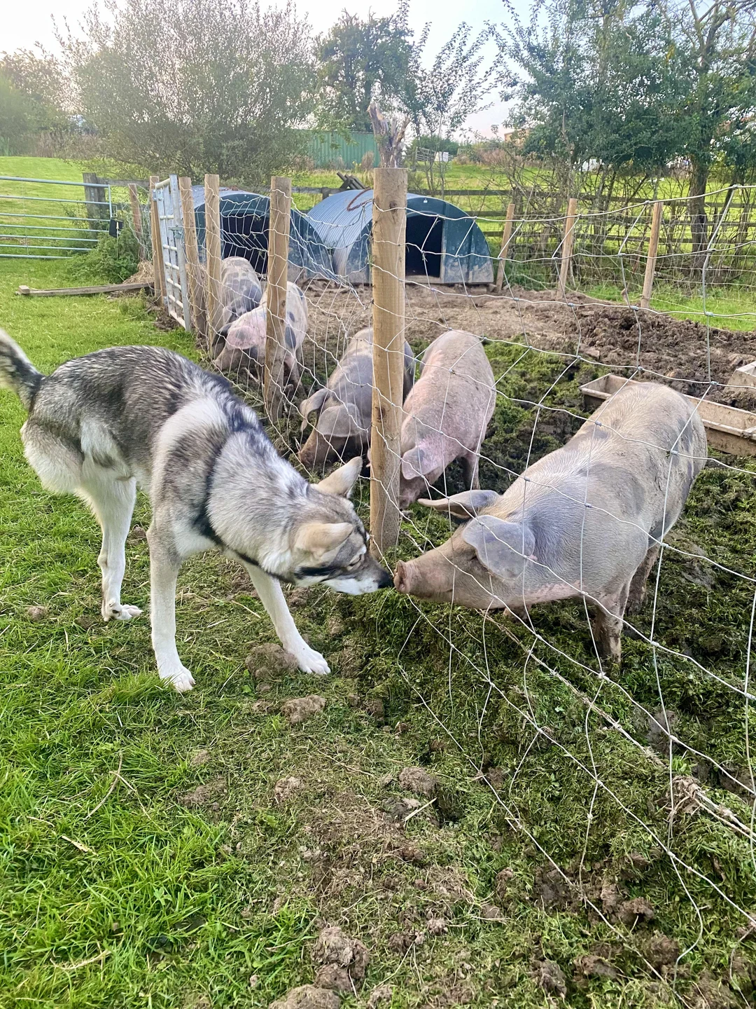 More pig and doggo friends ️ | Scrolller