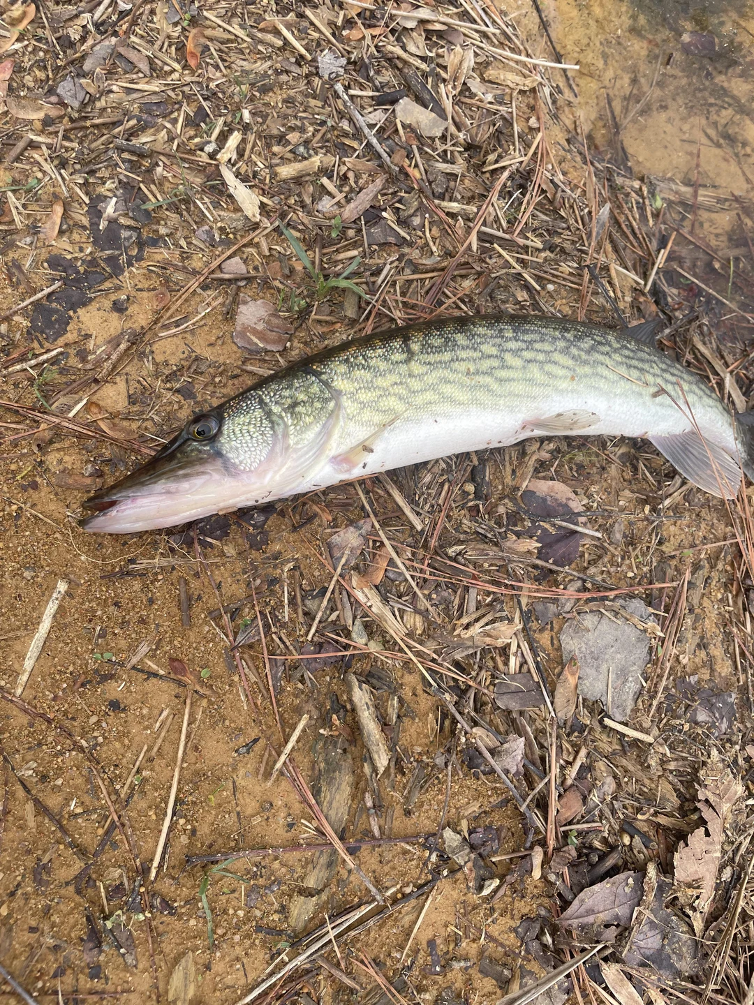 Identify fishy | Scrolller