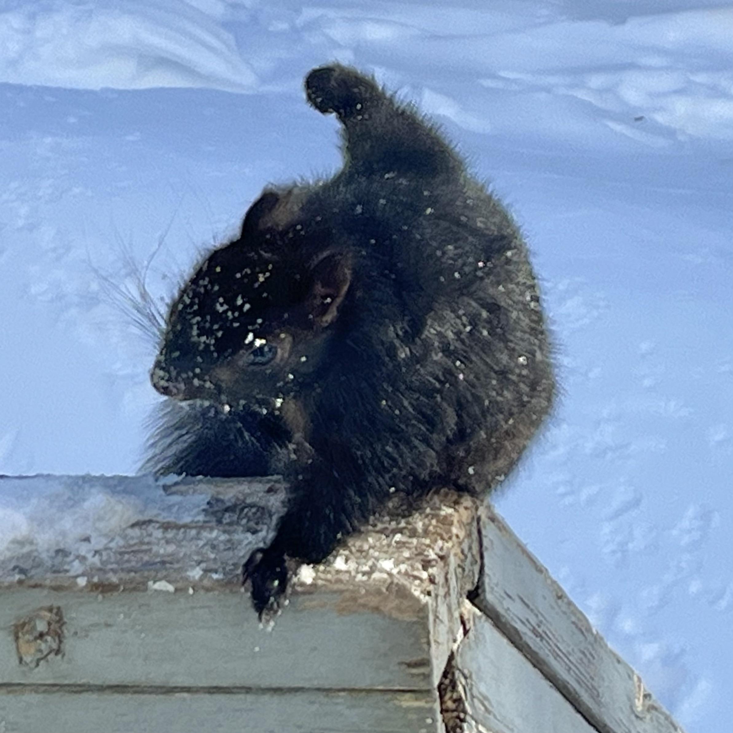 Action Squirrel | Scrolller