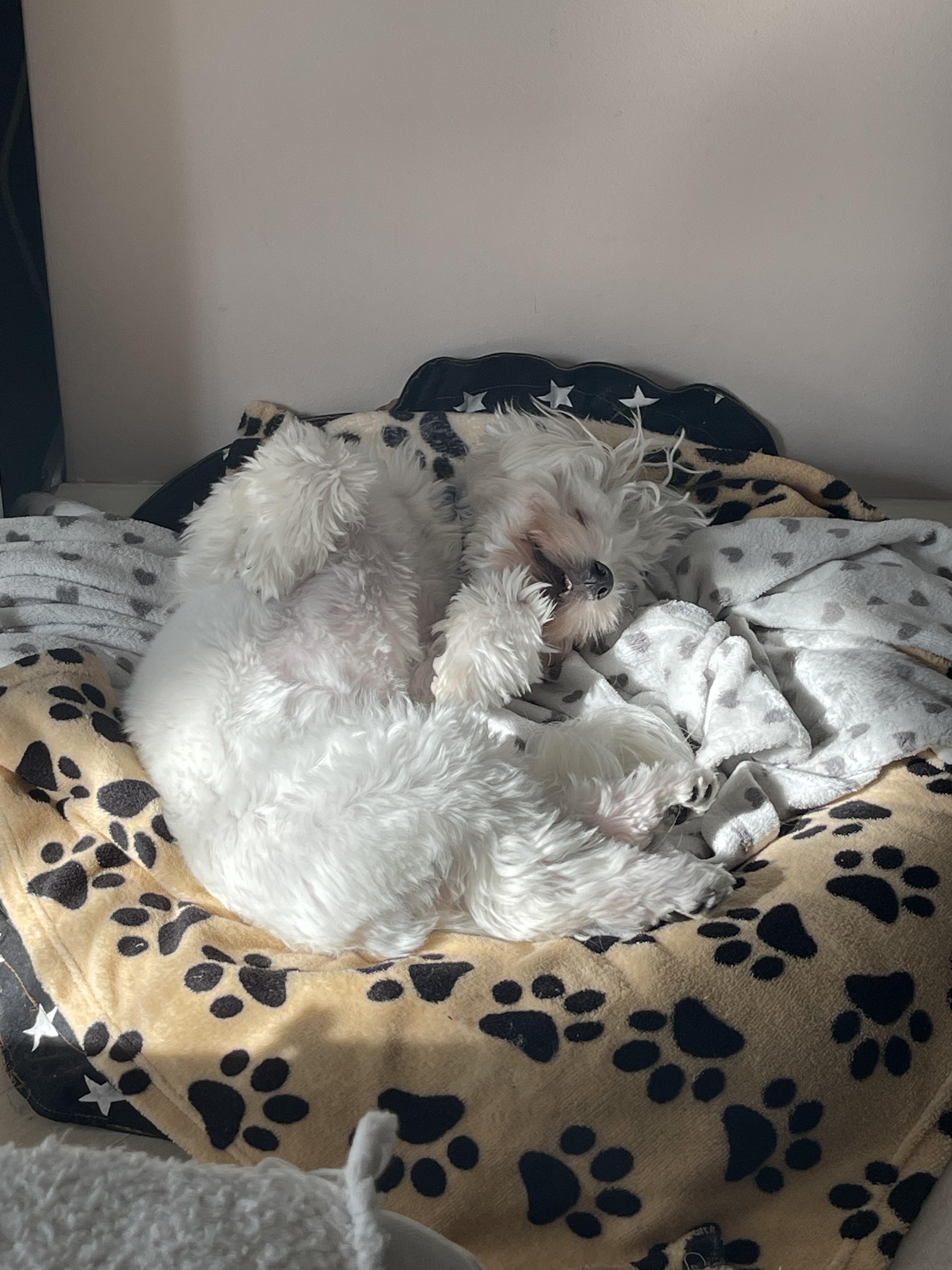 Taking my 5th nap since this morning 😅 | Scrolller