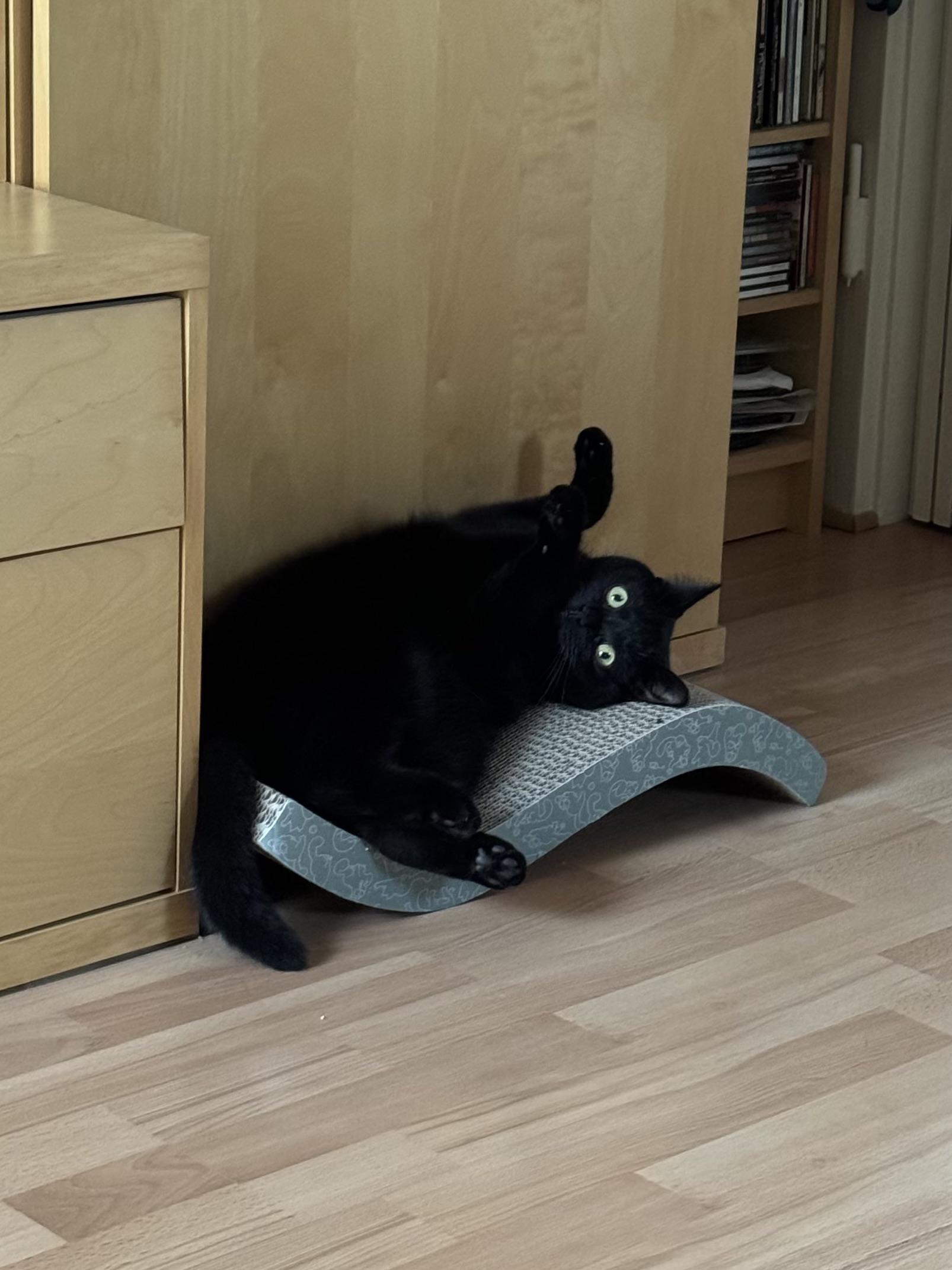 Derp Void | Scrolller