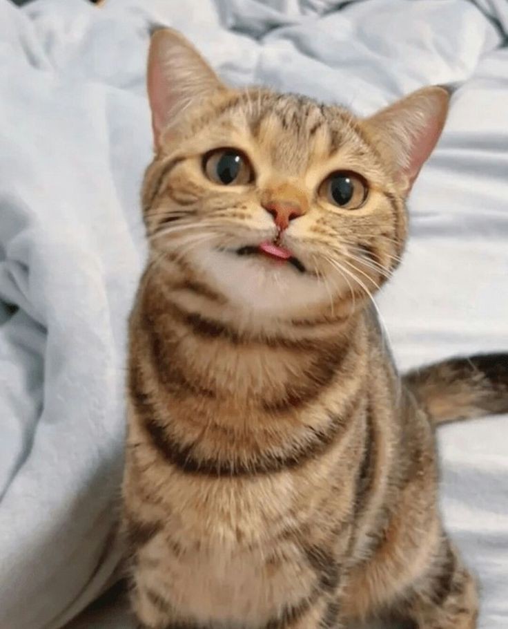 Hi 🥰 Blep | Scrolller