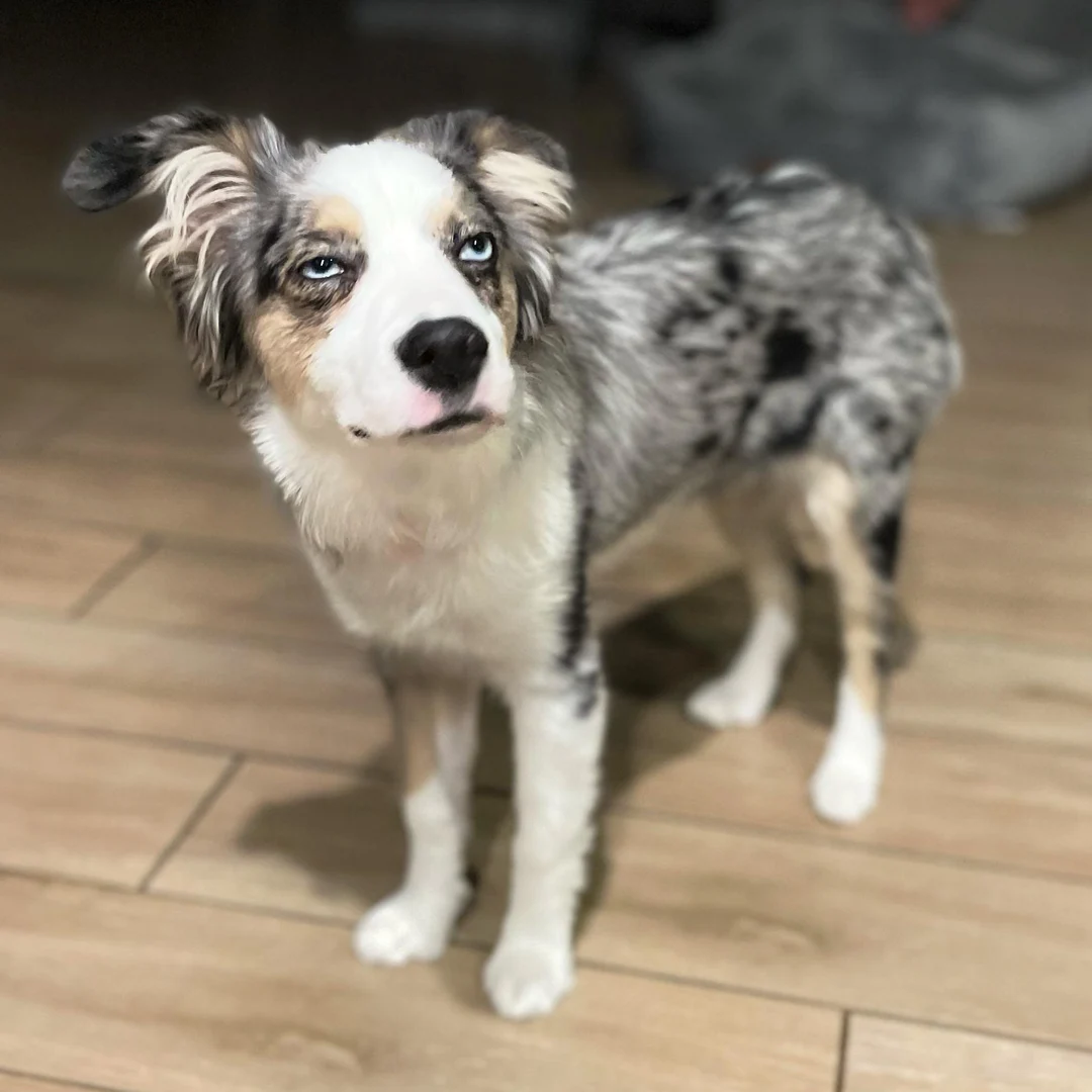 Watcha talkin’ bout Willis | Scrolller