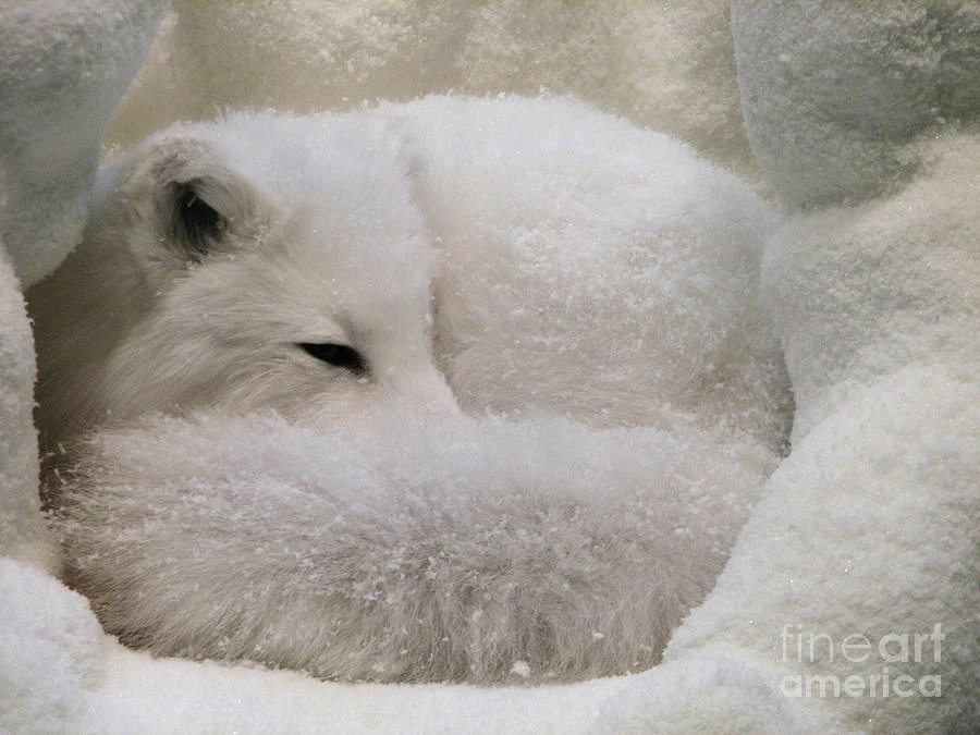 Snowball in their homemade igloo | Scrolller