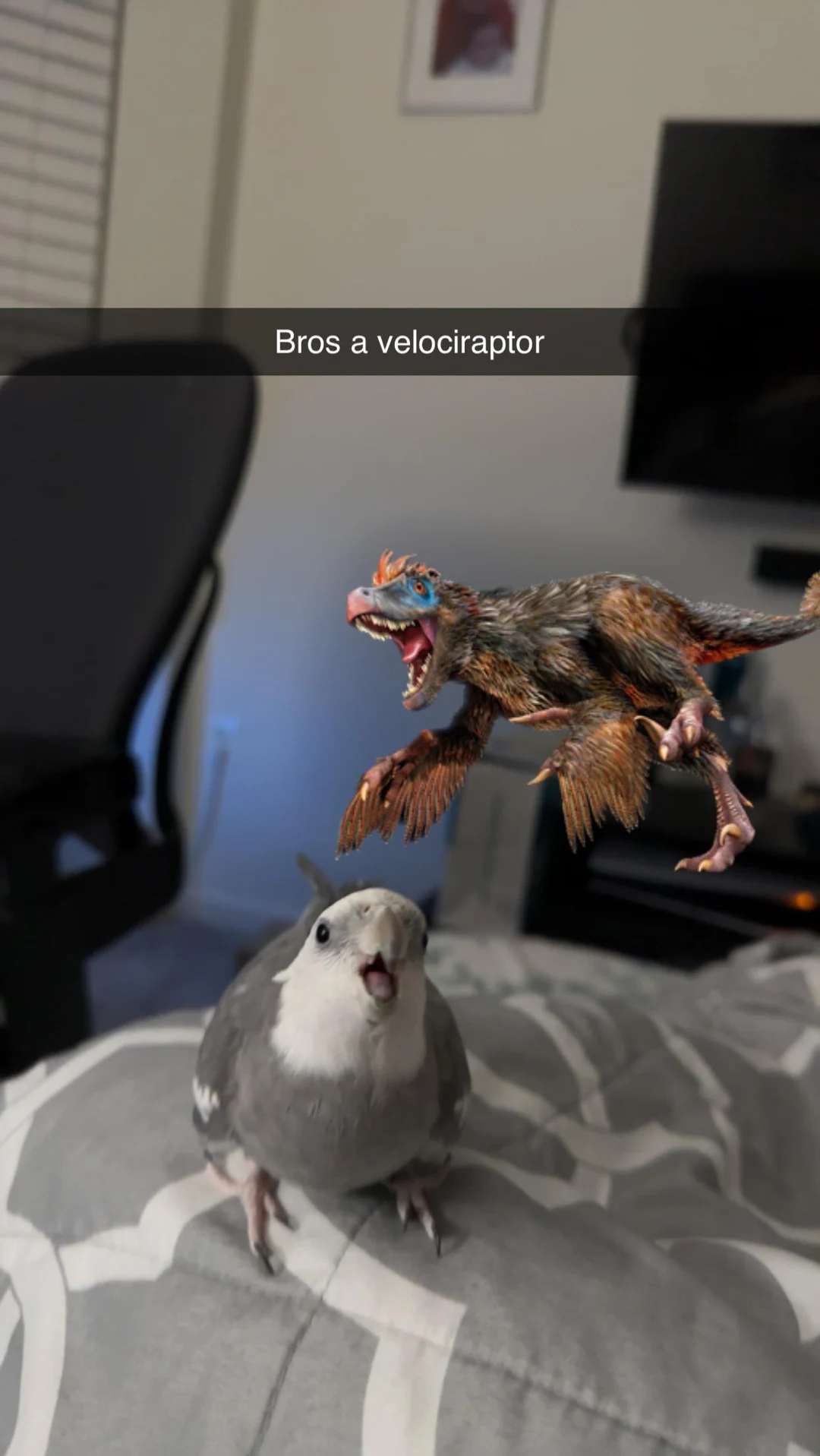 Taco’s an angry birb | Scrolller