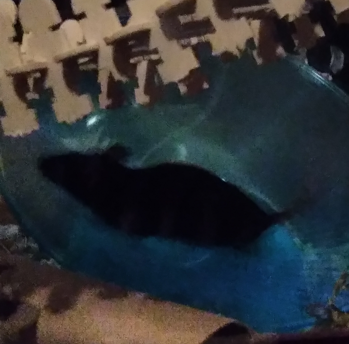 Marceline cruzin' on the wheel | Scrolller