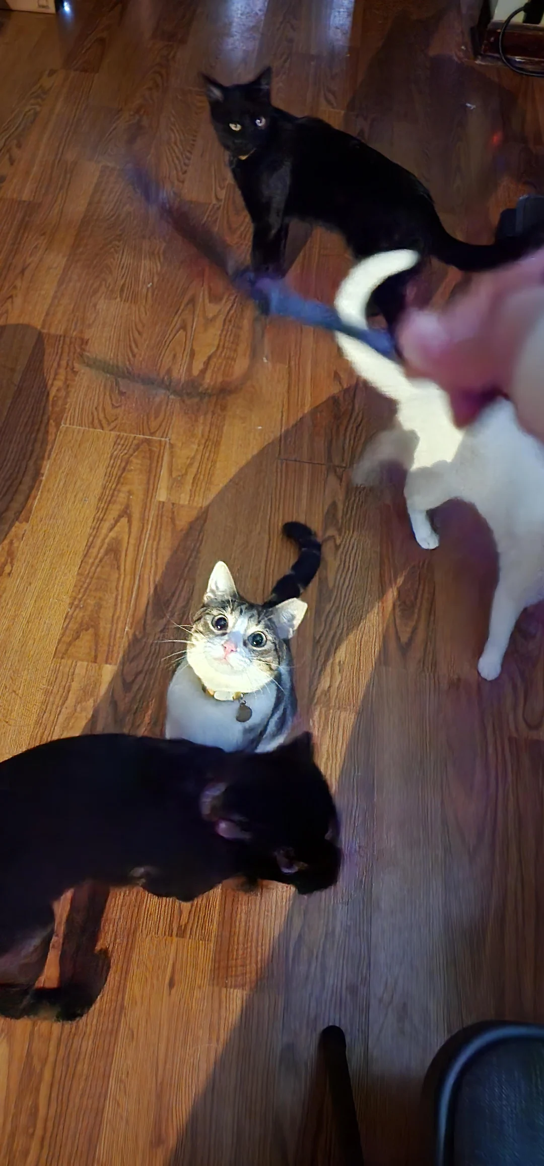 Blurry picture of cats | Scrolller