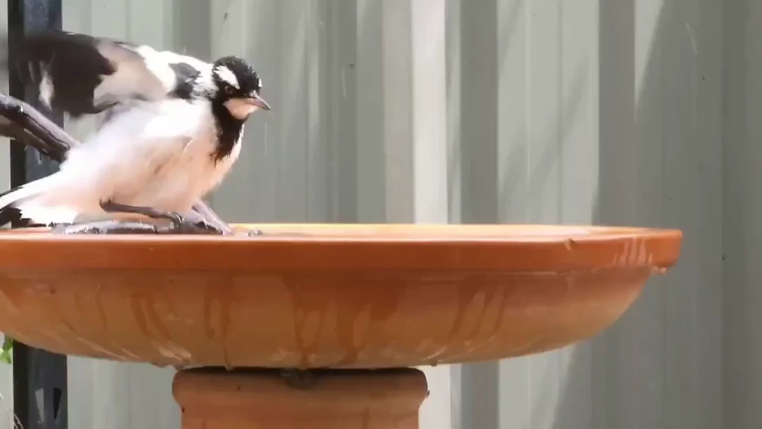 Magpie-Lark babies figuring out how the bath works. | Scrolller