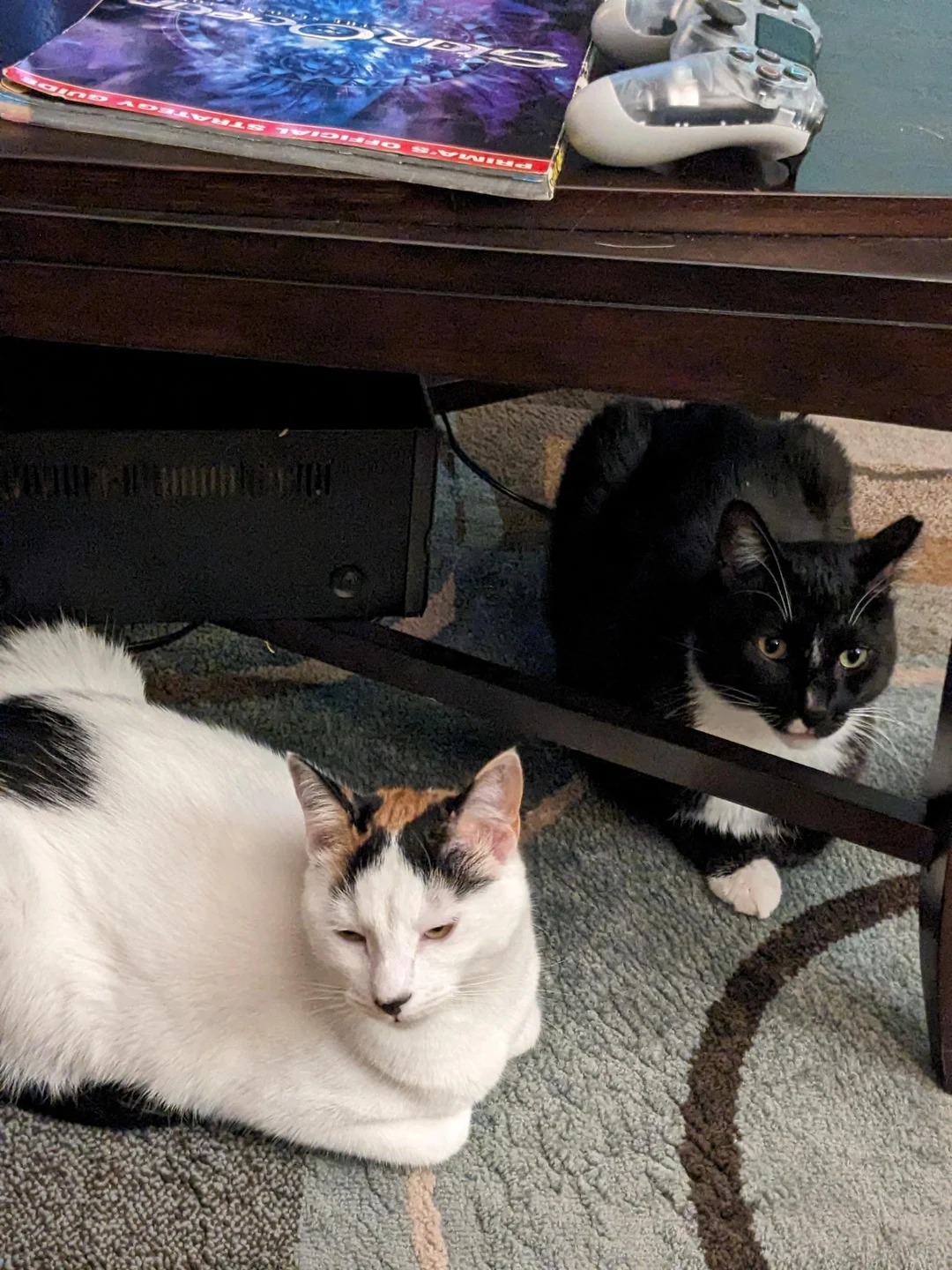 Maple (left) and Freddie Purrcury (right) exhibiting some decent loaf form | Scrolller