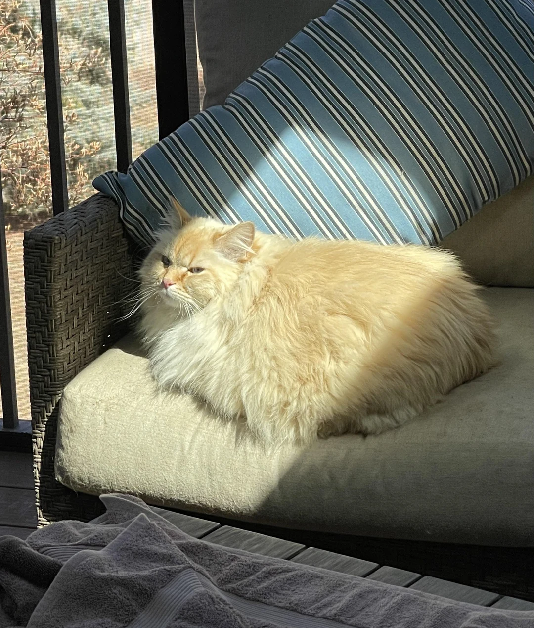 Sun loaf | Scrolller