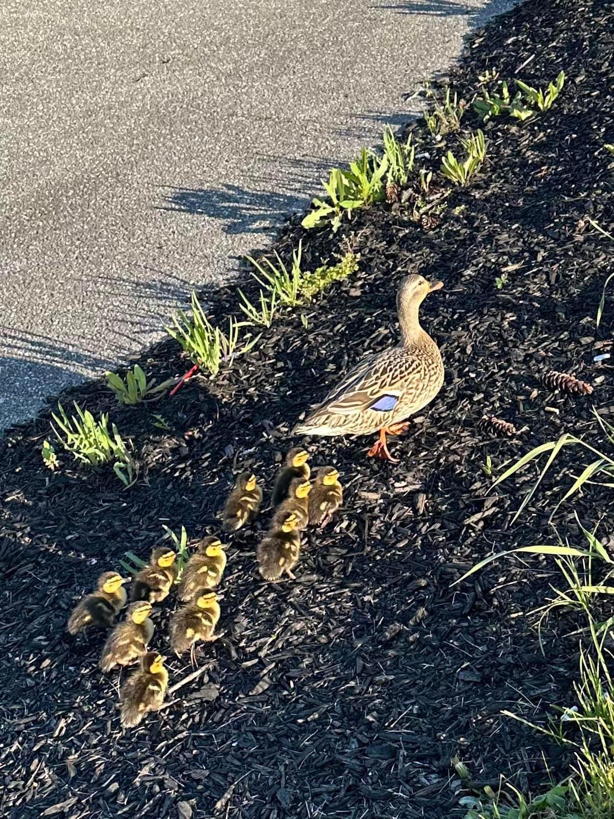 Domestic or Wild? | Scrolller