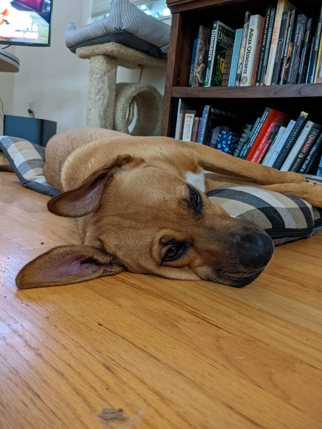 I told her no more treats till she eats her kibble. Someone call Sarah McLachlan and tell her we ...