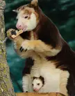 This Cute Tree Kangaroo 🦘 | Scrolller