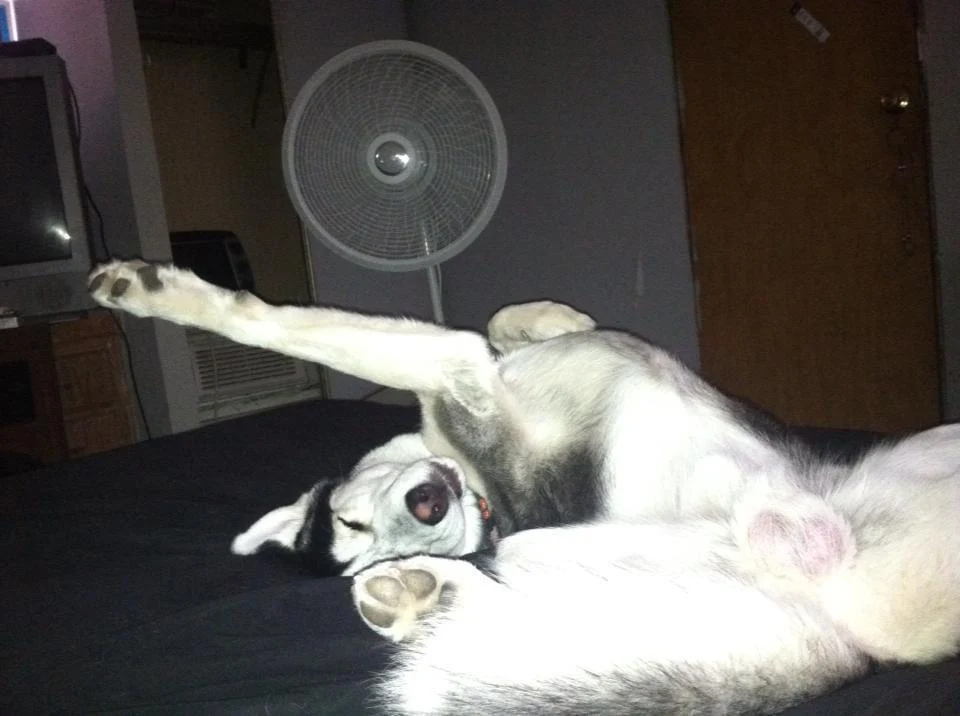 He doesn’t have those nuts anymore but still a goofy boy. 2013 | Scrolller