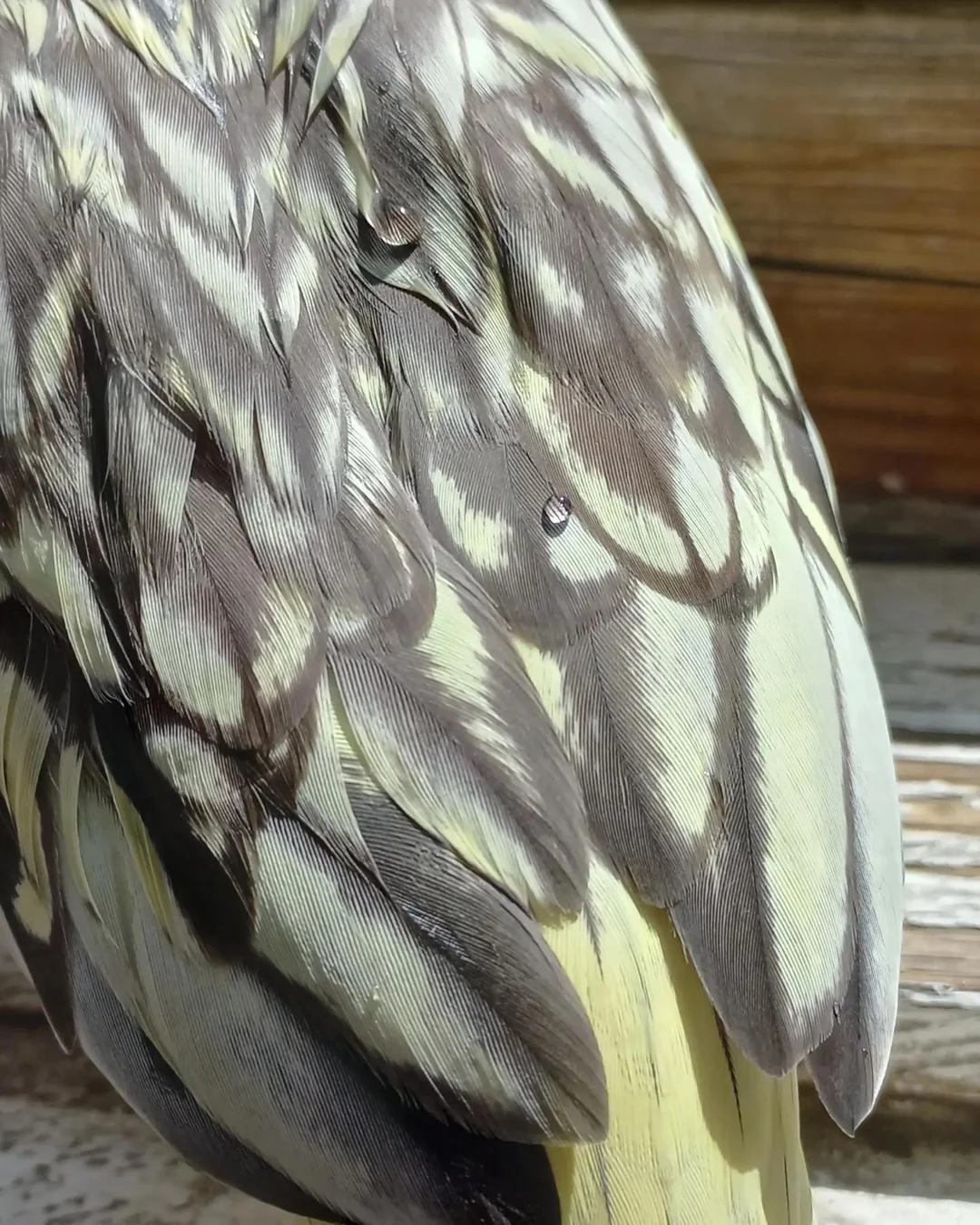 Beauty of cockatiel's feathers | Scrolller