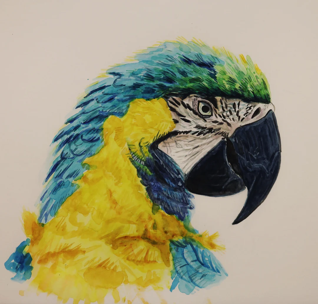 Macaw, Timmayay, Watercolor, 2023 | Scrolller