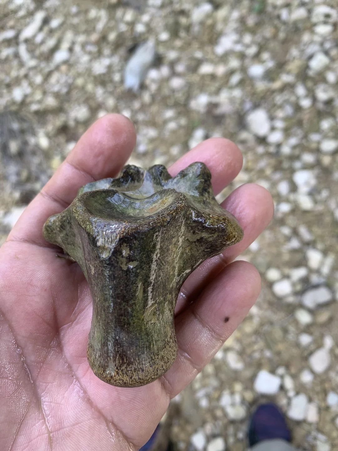 Mosasaur vertebrae. Central Texas | Scrolller