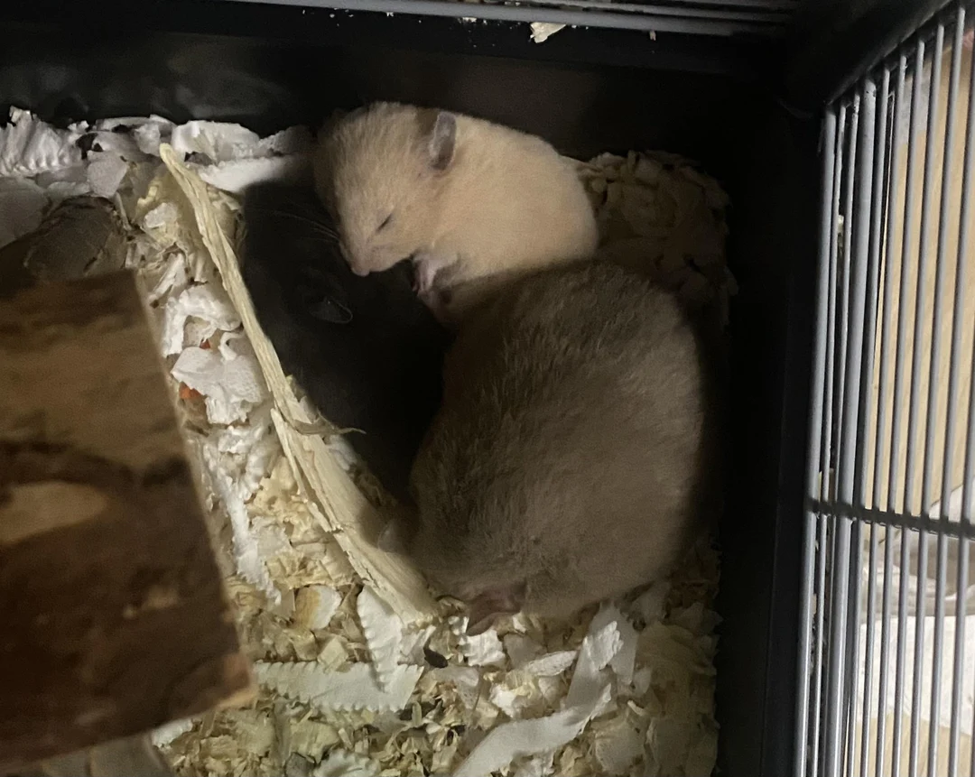 Sleepy pile | Scrolller