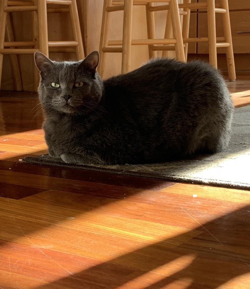 Milo the Loaf! 😺 | Scrolller